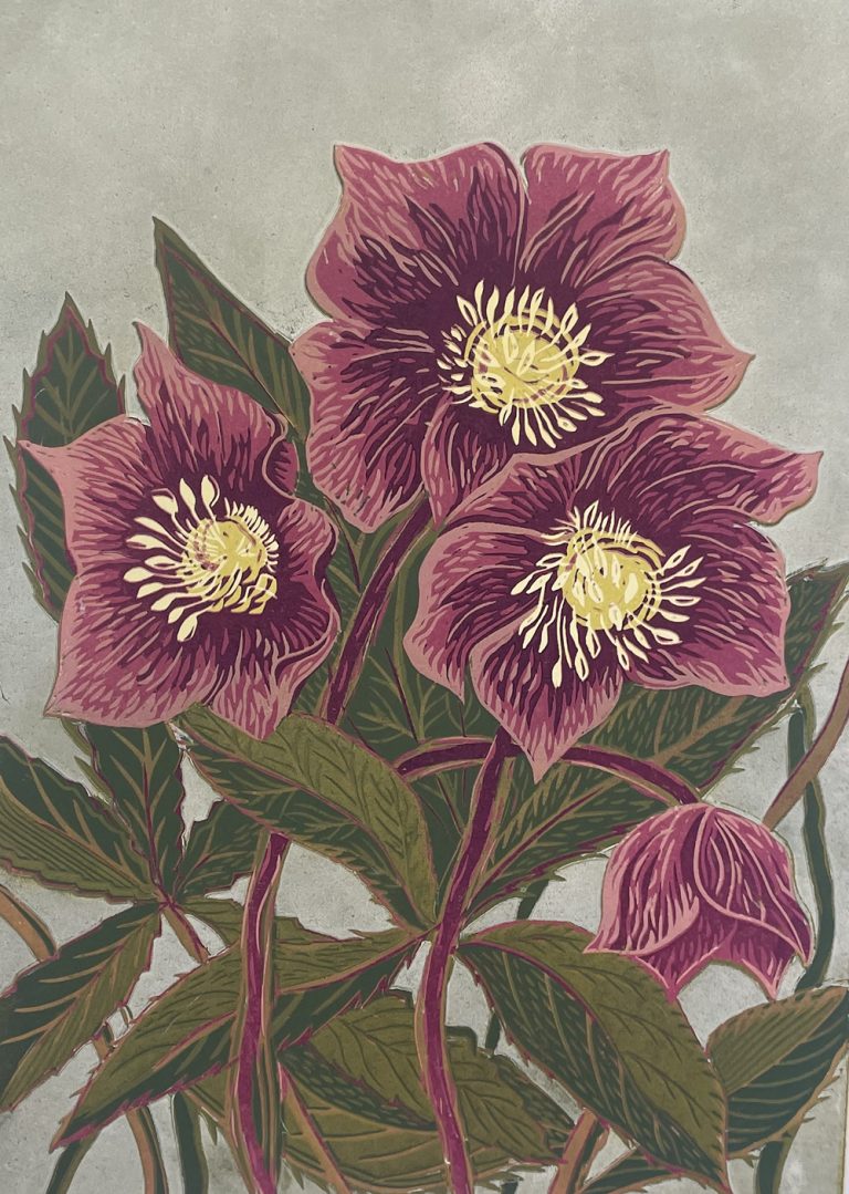 Hellebores – Derby Print Open