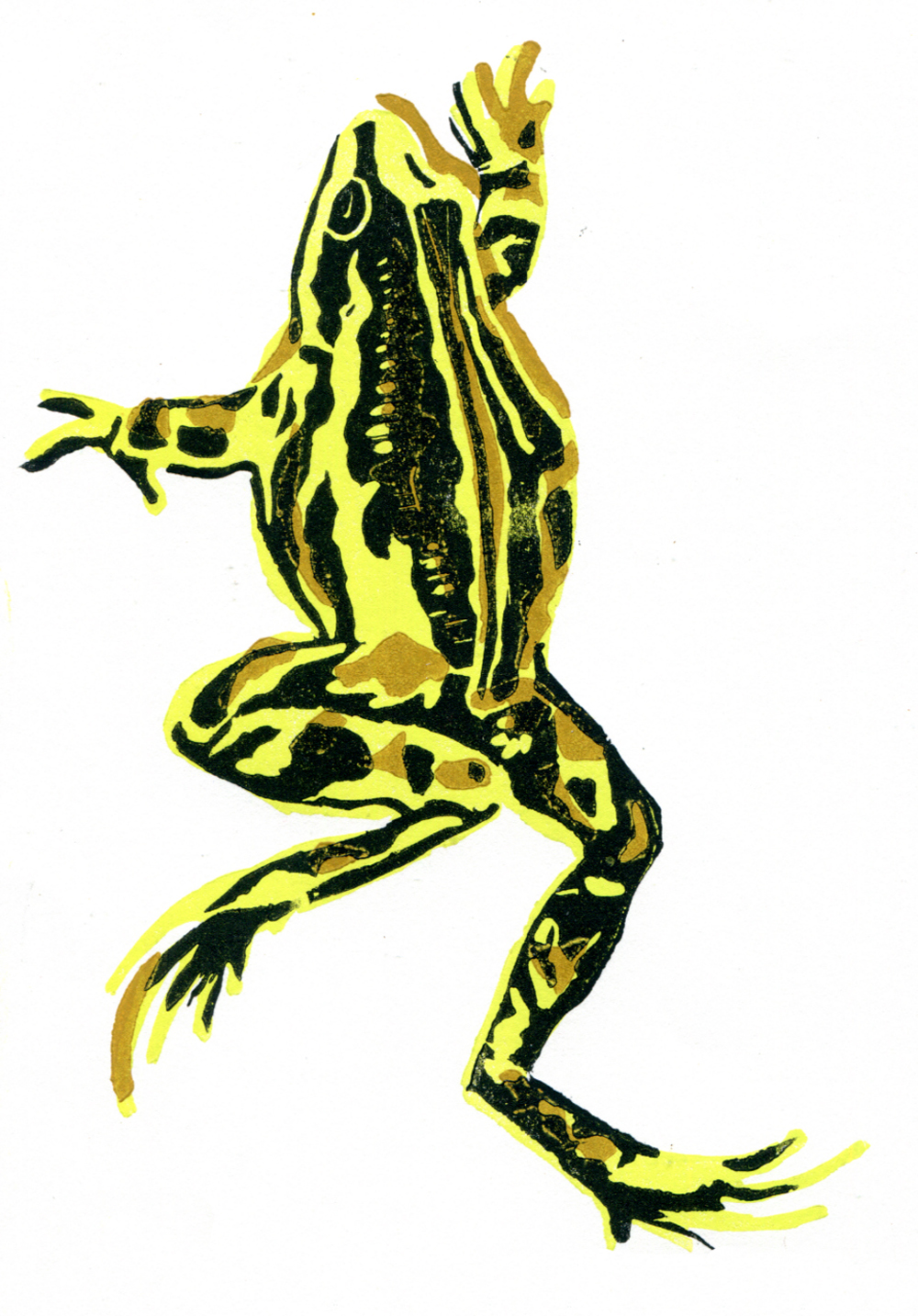 Frog – Derby Print Open
